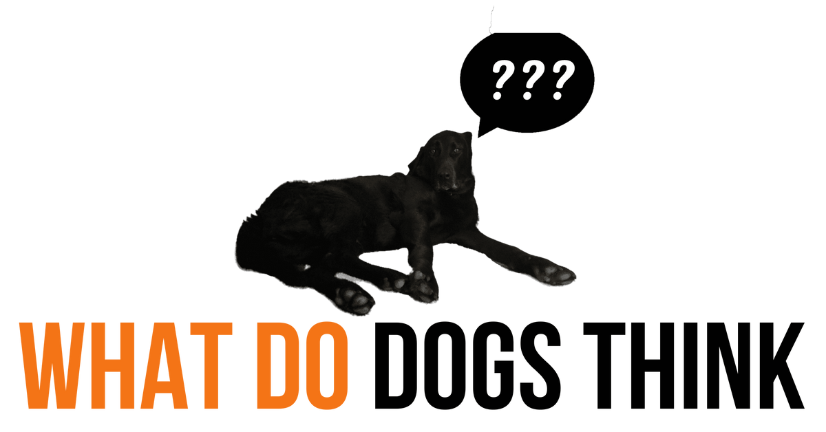 What Do Dogs Think – What Do Dogs Think?